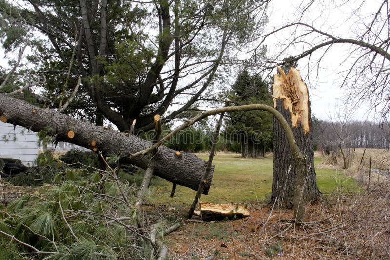 Tree Damaged from a Summer Storm Stock Image - Image of hurricane ...