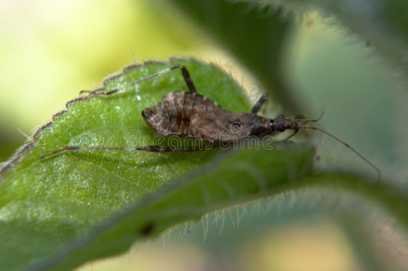 Tree damsel bug stock photo. Image of wildlife, damsel - 153992046