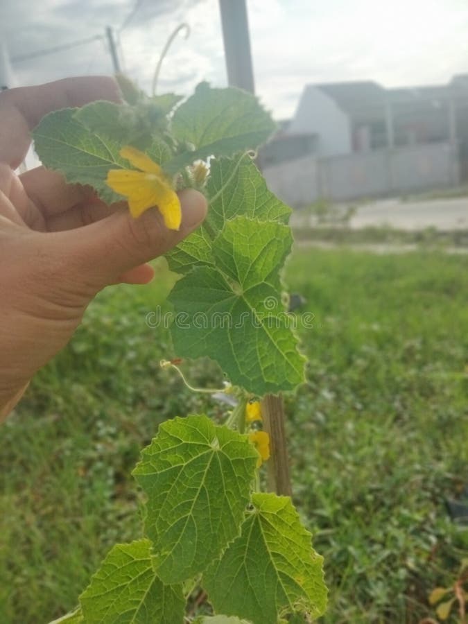 Tree dan flower fruit stock photo. Image of fruit, field - 262980012