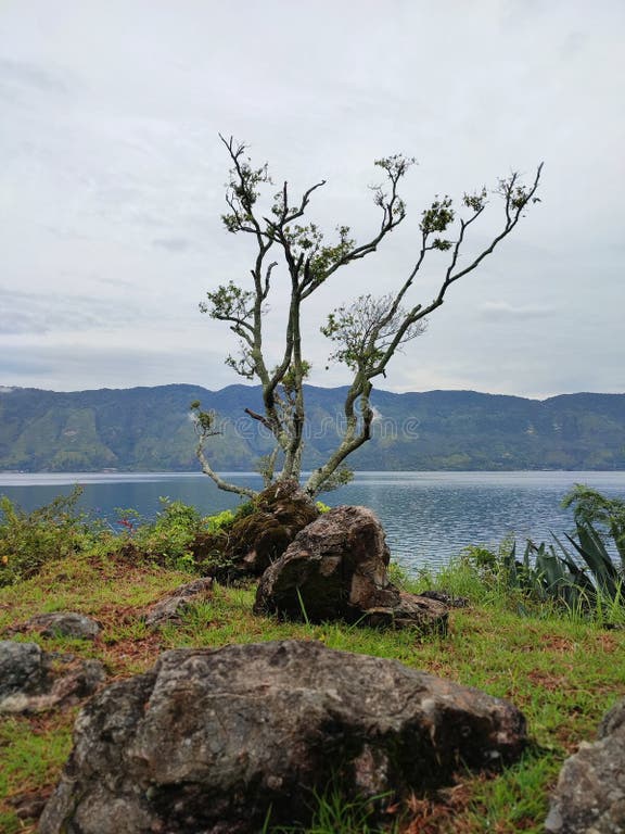 Tree Dance on Rocks on the Edge of the Lake Stock Photo - Image of tree ...