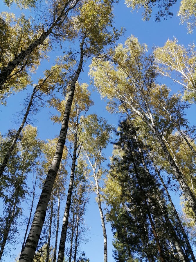 Tree dance stock photo. Image of sunlight, leaf, forest - 216201600