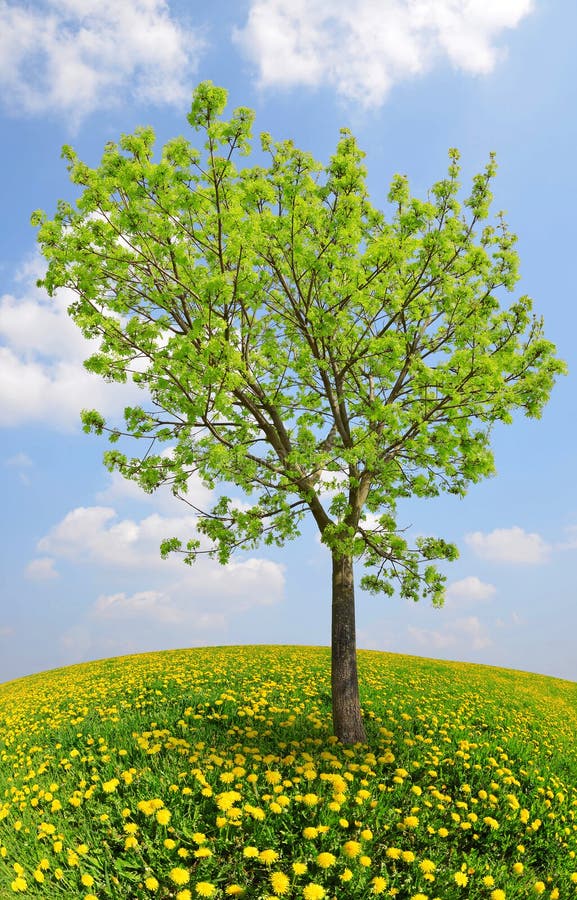 Tree on dandelions field. stock image. Image of beauty - 55194205