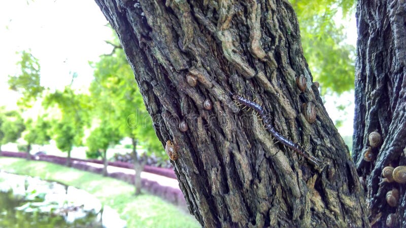 Tree danger stock image. Image of dangerous, trees, danger - 89271675