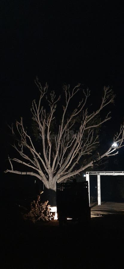 Tree Dark Light Night without Leaves Stock Photo - Image of light ...
