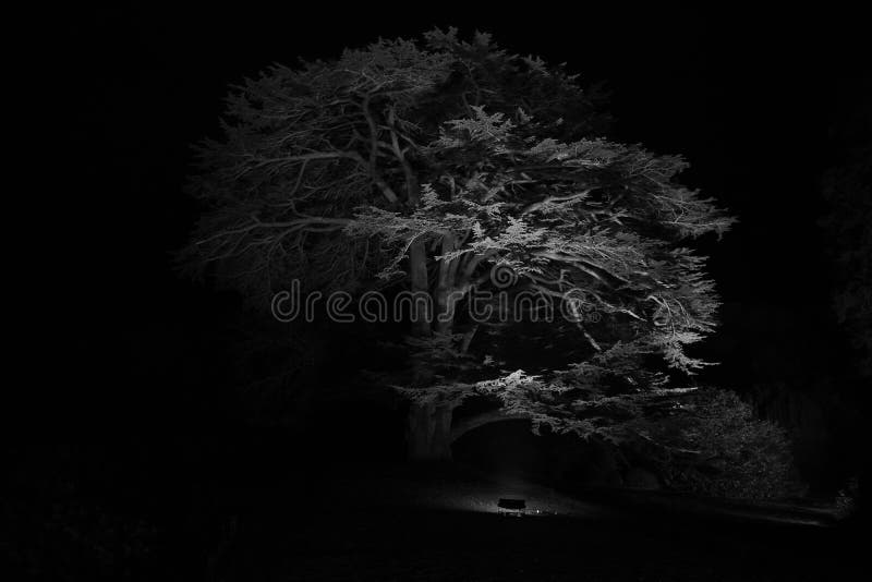 Tree at night stock photo. Image of english, black, tree - 168149768