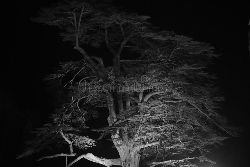 Tree at night stock photo. Image of tree, england, country - 168149814