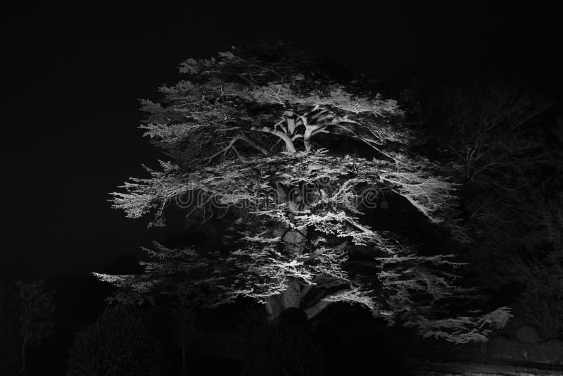 Tree at night stock image. Image of lights, heritage - 168149845
