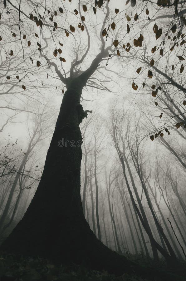 Scary Tree with Big Roots in a Forest with Fog Stock Photo - Image of ...