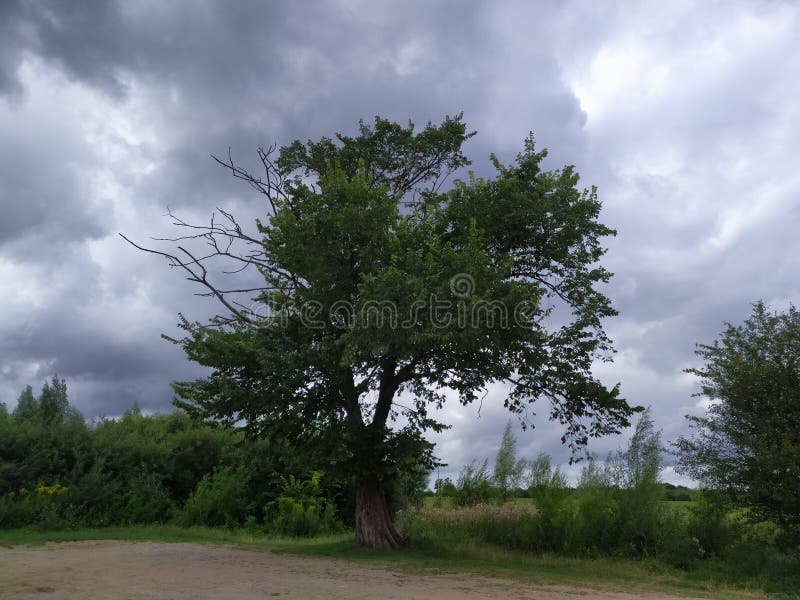 Tree and a dark sky stock photo. Image of beautiful - 232265446