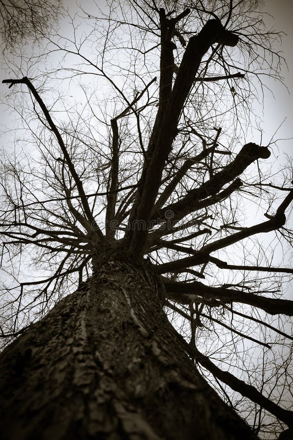 Tree of Darkness stock photo. Image of branches, scary - 68166968