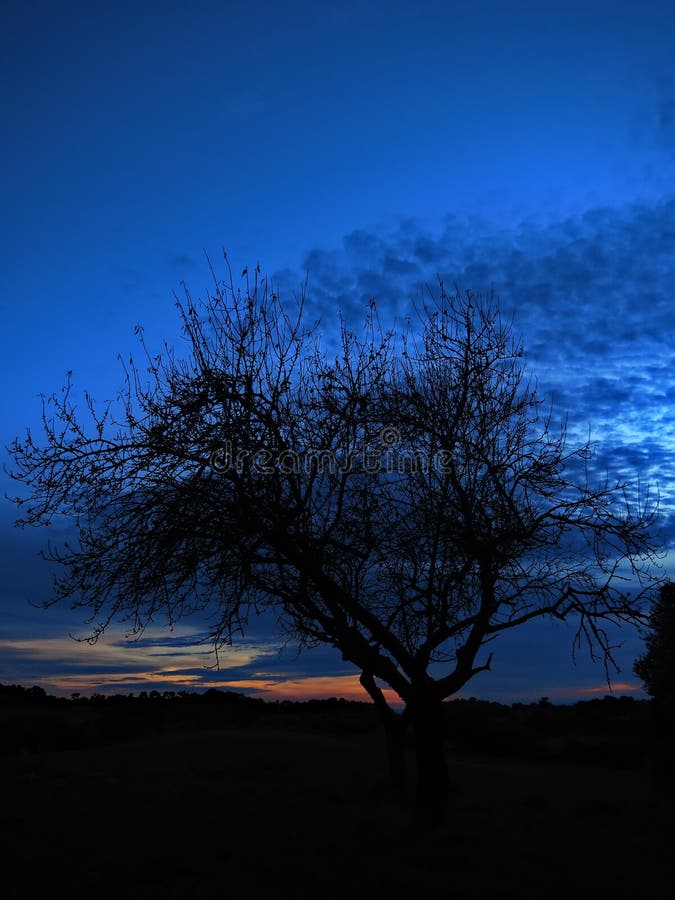 Tree in the Dark Behind the Sunset Stock Image - Image of cold, evening ...
