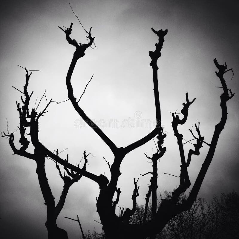 Tree editorial stock photo. Image of darkness, white - 50562508