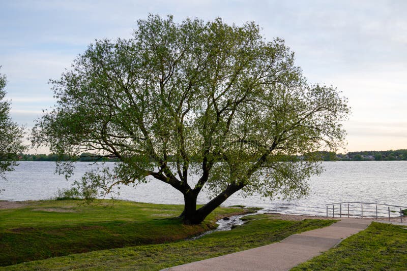 Tree on Daugava River Bank on Summer Evening Stock Image - Image of ...