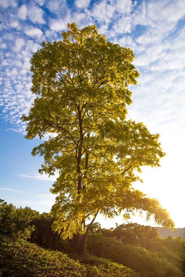 Tree at Dawn with Very Warm Lighting Stock Image - Image of fall, brown ...