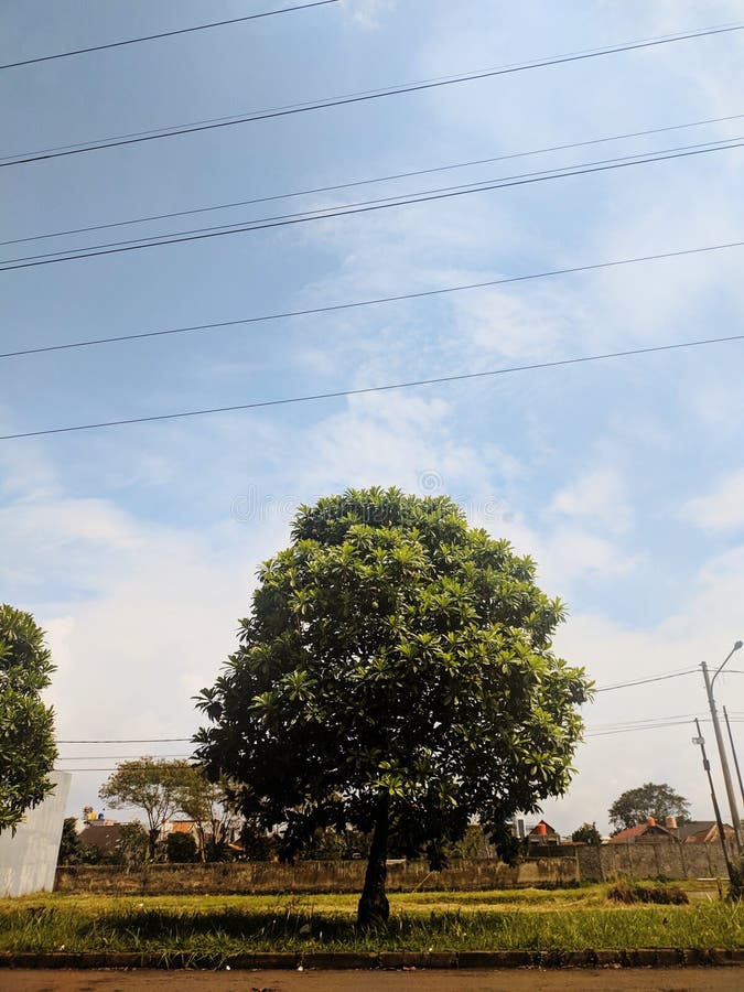 Awesome! Tree in the Daylight with a Great Elements Stock Photo - Image ...