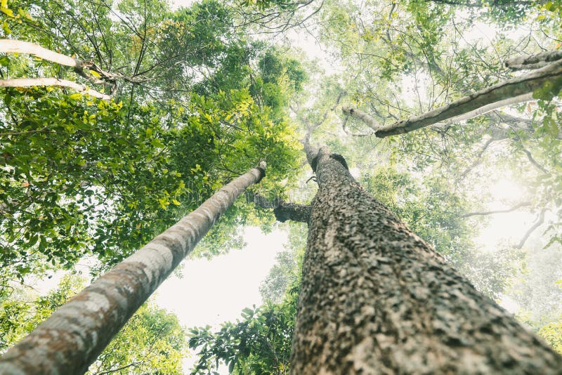 Daytime Forest, Nature Background. Stock Photo - Image of decor, closet ...