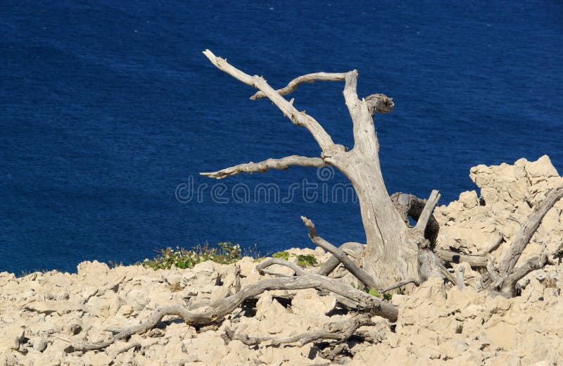 Tree dead stock image. Image of sere, drough, stone, adriatic - 11259947