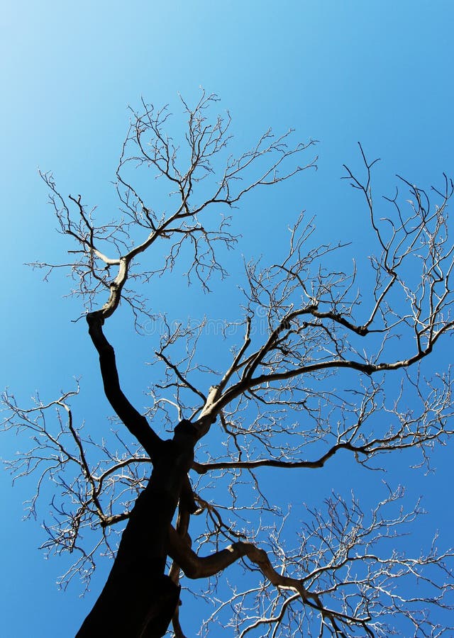 Tree Dead Branches Backlight Stock Photos - Free & Royalty-Free Stock ...