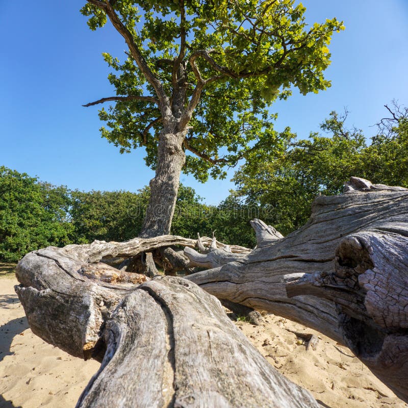 Tree with Dead Branches and Bended Horizontal Logs Stock Photo - Image ...