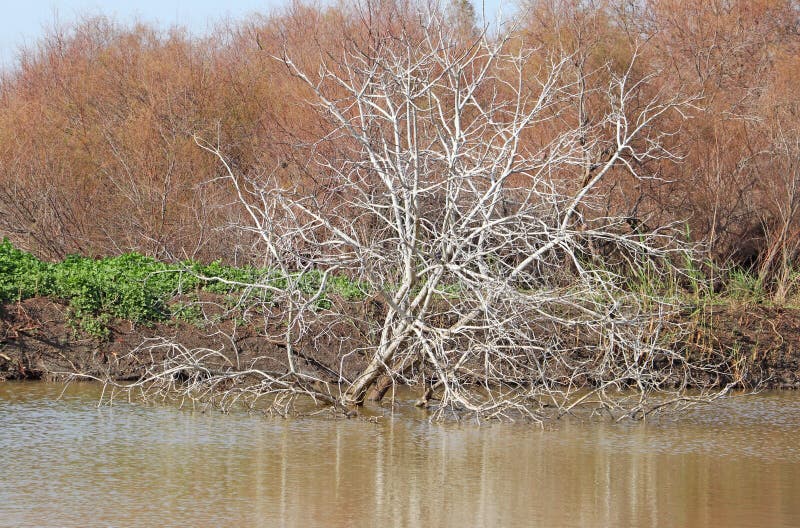 Tree Dead Branches in Water Stock Image - Image of environment, forest ...