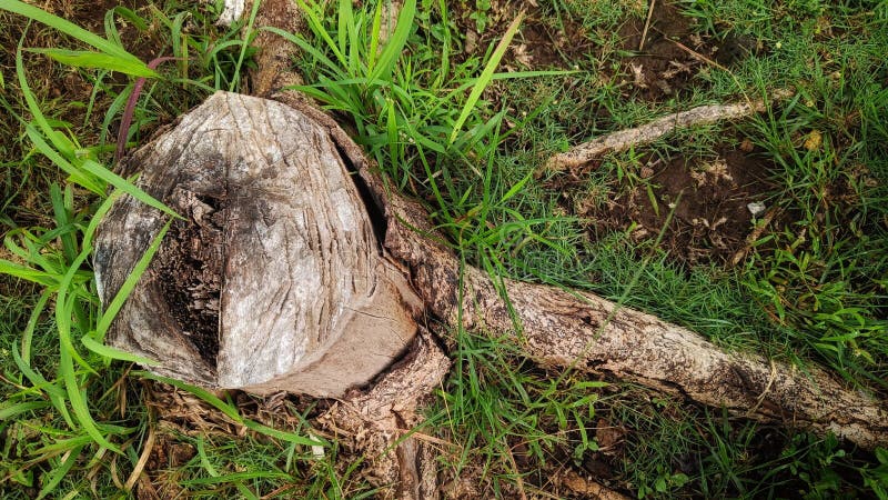 A Tree that is Dead because it Has Been Cut Down Stock Photo - Image of ...