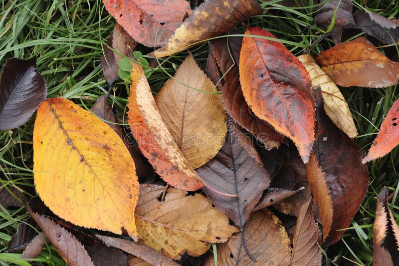 Tree dead leaves stock image. Image of leaf, season, brown - 27882831