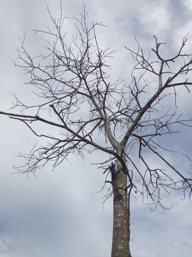 Tree, Dead Tree, Tree without Leaves, Dry Twigs, Dry Tree, Arid, Dry ...