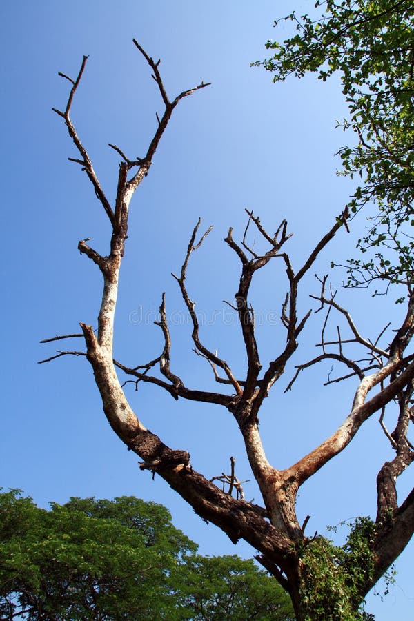 The tree of death stock image. Image of journey, nature - 88910669