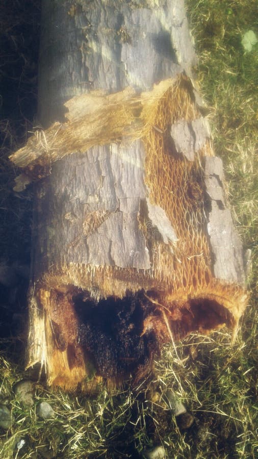 The tree of death stock image. Image of journey, nature - 88910669