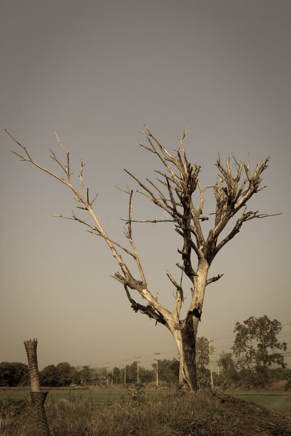 Tree of death stock photo. Image of beautiful, lake, nature - 37006852
