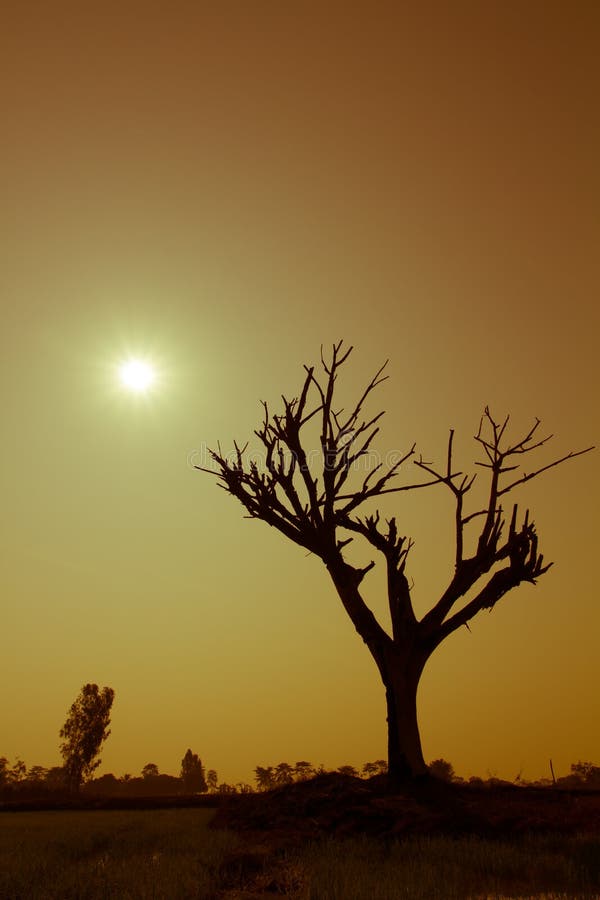 Tree of death stock photo. Image of beautiful, lake, nature - 37006852
