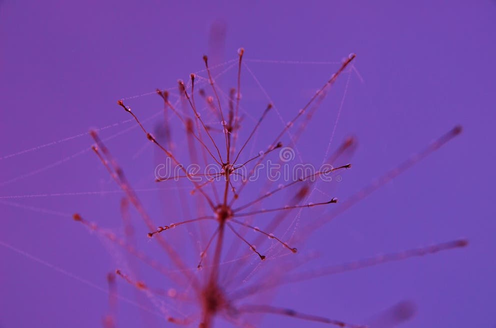 Tree of deception stock image. Image of forest, durable - 63677549