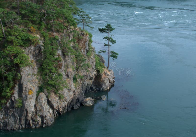 Tree at Deception Pass stock photo. Image of colorful - 10991272