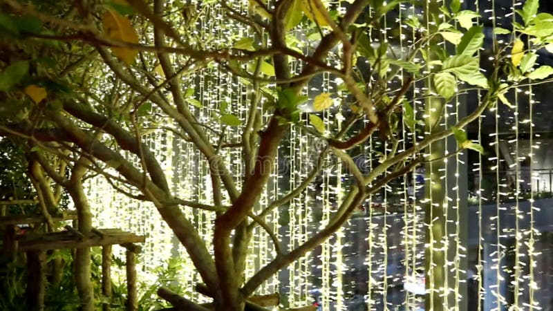 A Tree and Decorative String Lights with Traffic on Sukhumvit Road in ...