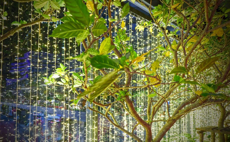 A Tree and Decorative String Lights with Traffic on Sukhumvit Road in ...