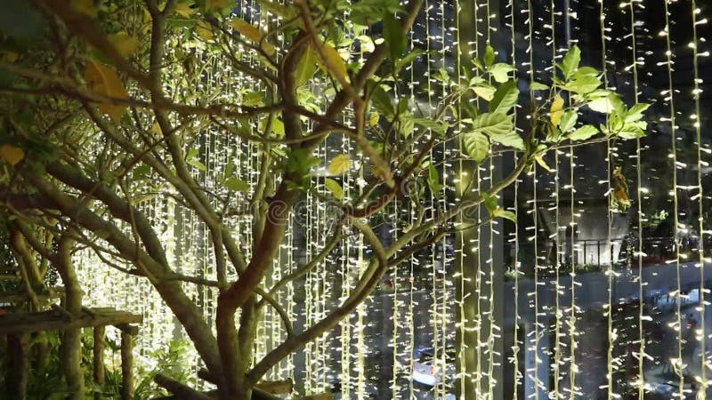 A Tree and Decorative String Lights with Traffic on Sukhumvit Road in ...