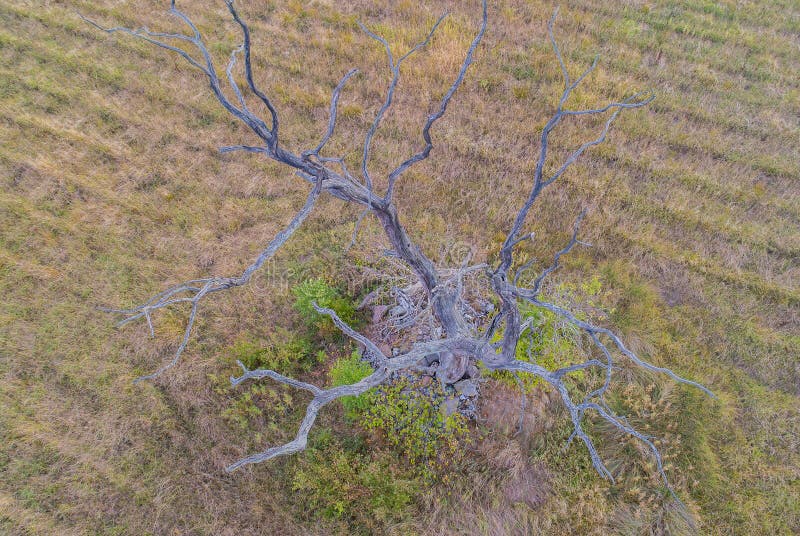 Tree is Dehydrated Drought in Germany Stock Image - Image of pasture ...