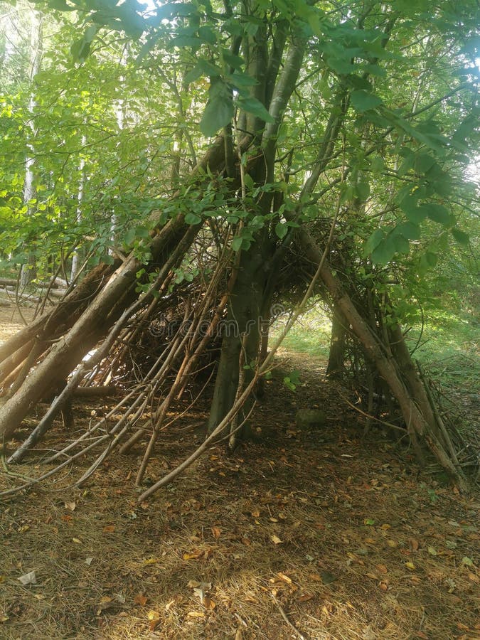 Tree Den Nature Woods Nature Stock Photo - Image of flower, tree: 234704838