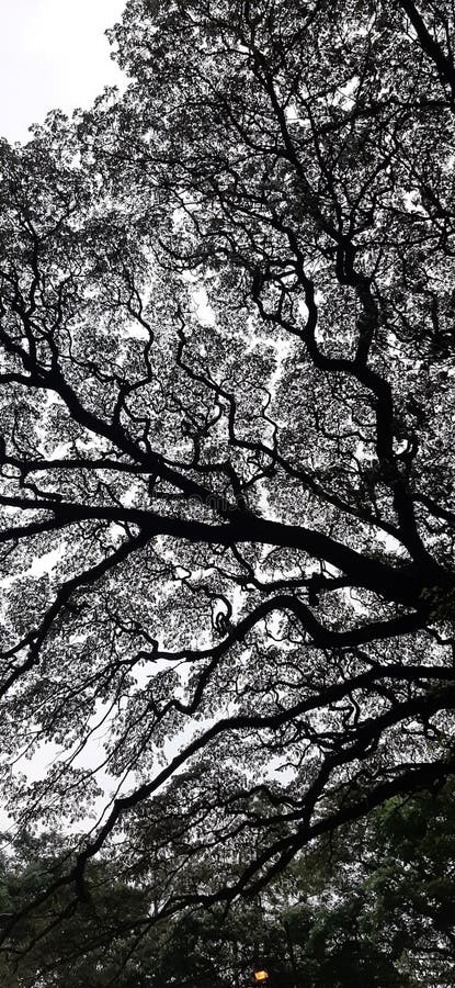 A Tree with Dense Branches and Leaves Stock Photo - Image of twig, tree ...