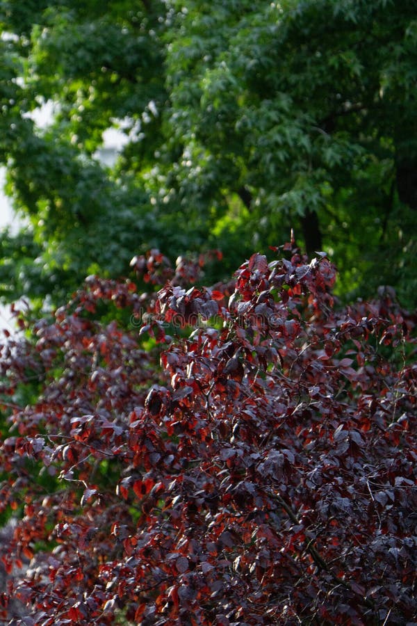 Tree with dense foliage stock photo. Image of bloom - 234812056