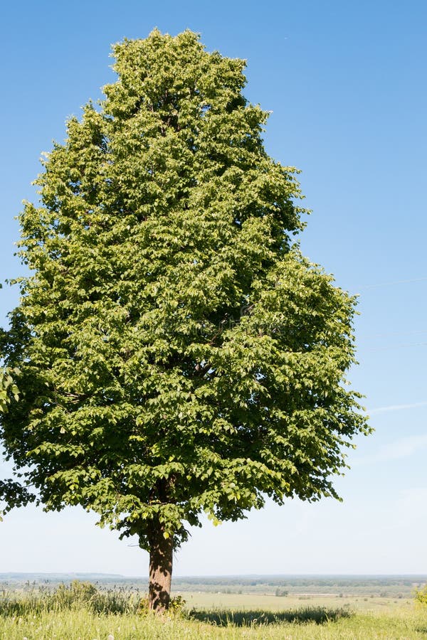 Tree with Dense Foliage in the Background of the Sky Stock Photo ...