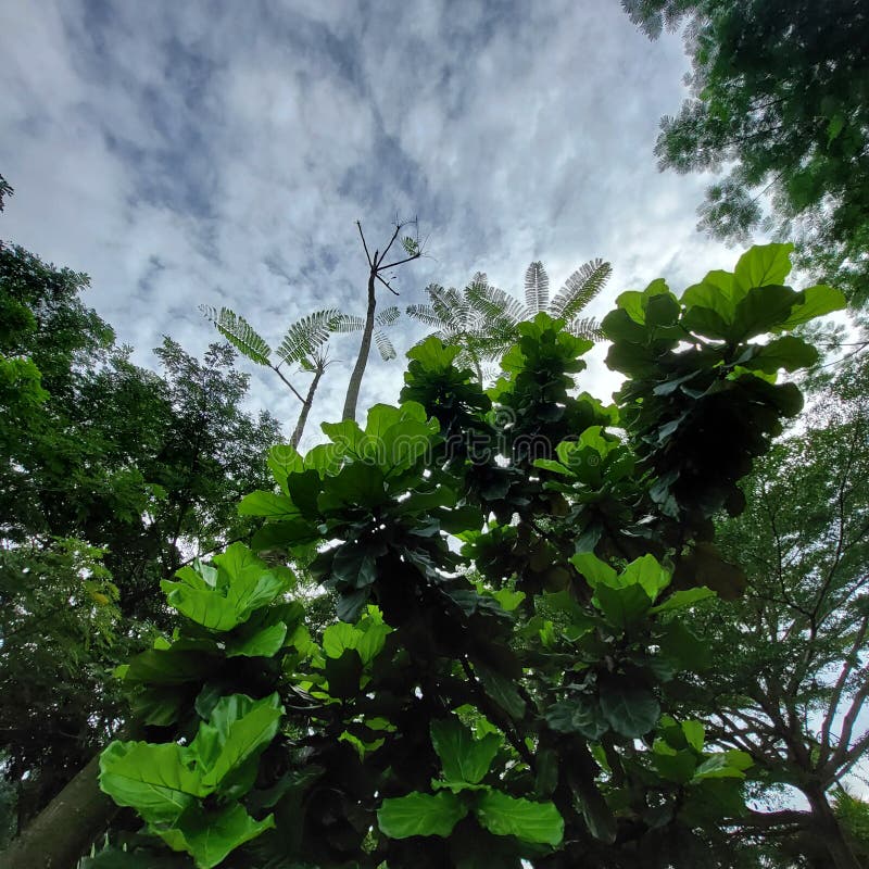 A Tree with Dense Green Leaves, Looking Straight from Below Stock Image ...