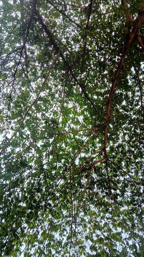 A Tree with Dense Leaves with Green Leaves As a Background - Tangerang ...
