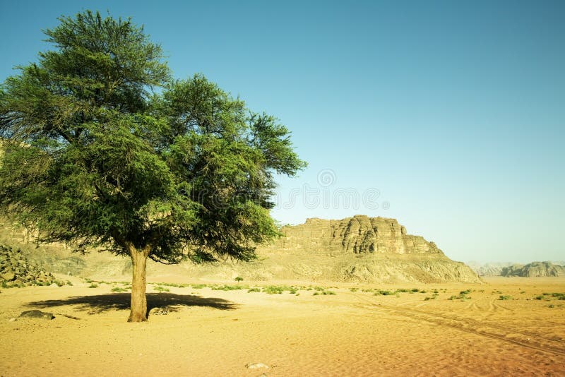4,241 Single Tree Desert Stock Photos - Free & Royalty-Free Stock ...