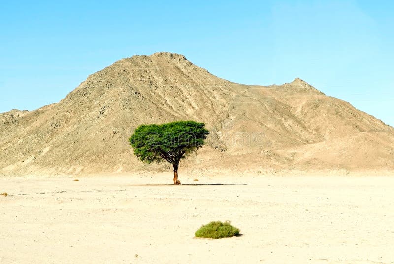 Tree in desert stock image. Image of rock, lonely, sunlight - 12321017