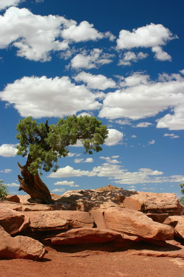 Tree in Desert stock image. Image of point, tree, desert - 1502175
