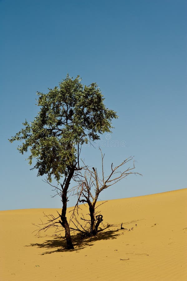 Tamarisk Tree (Tamarix Articulata) in the Sahara Desert. Stock Image ...