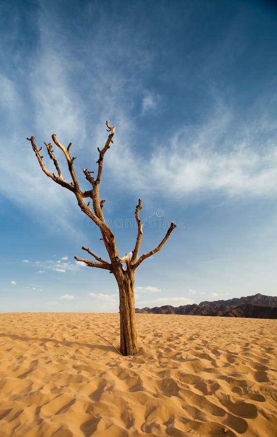 Tree in the Desert stock photo. Image of travel, view - 67337414