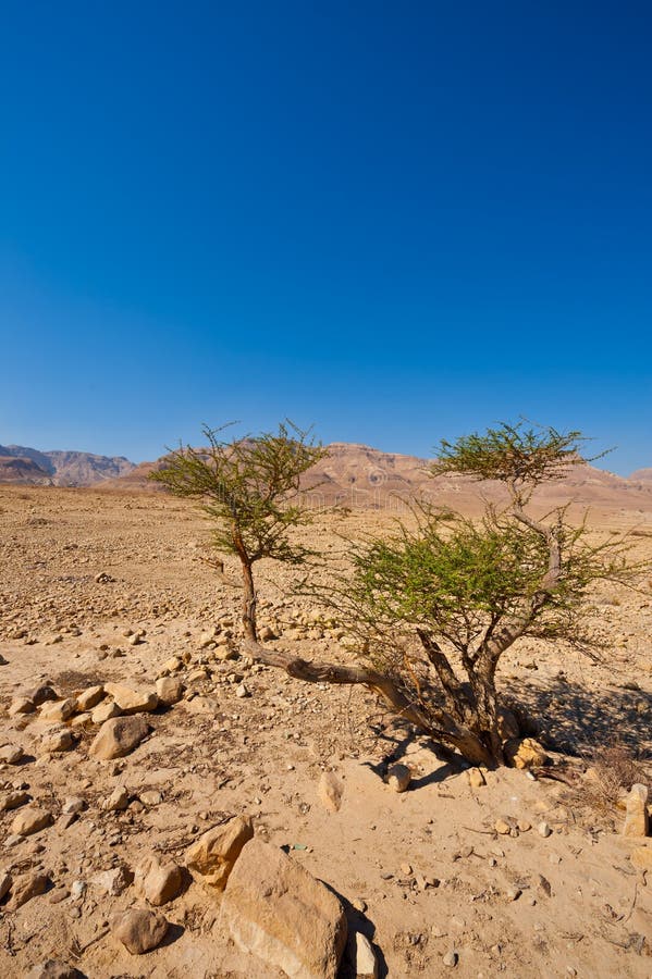 The Tree of Life in Bahrain Stock Photo - Image of travel, dukhan: 36535418