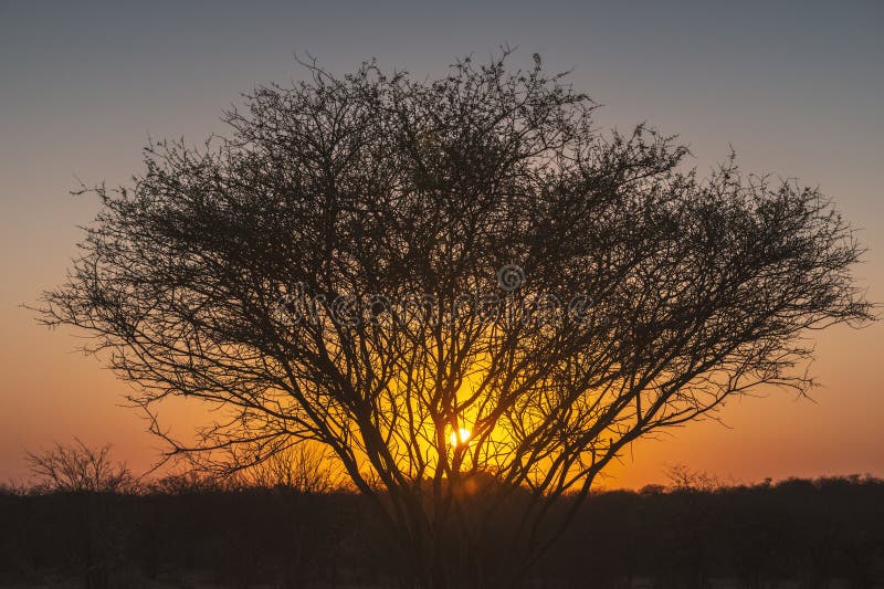 Tree in desert by dawn stock photo. Image of drought - 271292462